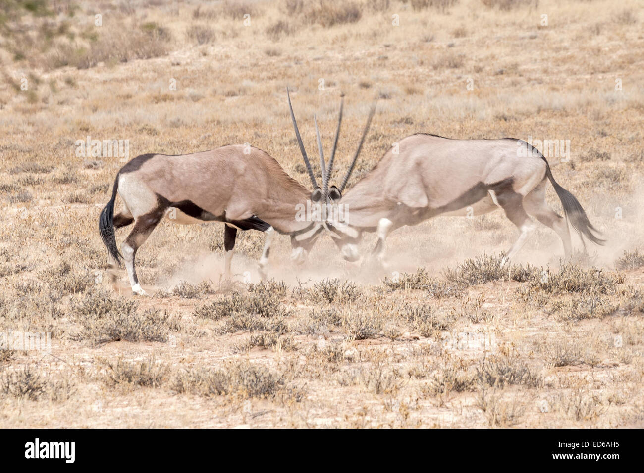 Two fighting Oryx aka Gemsbok, Kgalagadi Transfrontier Park, South ...