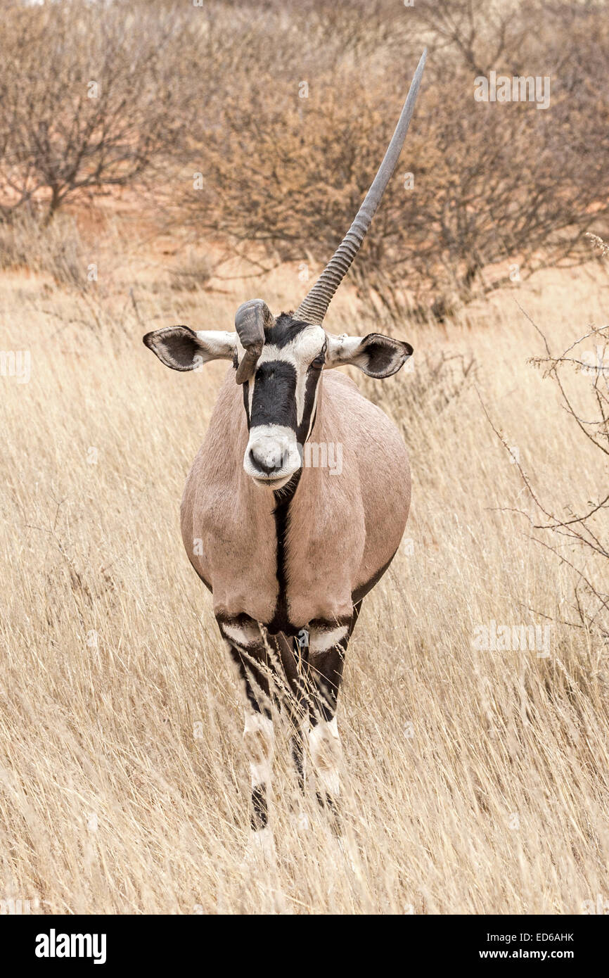 Deformed Animal Horns