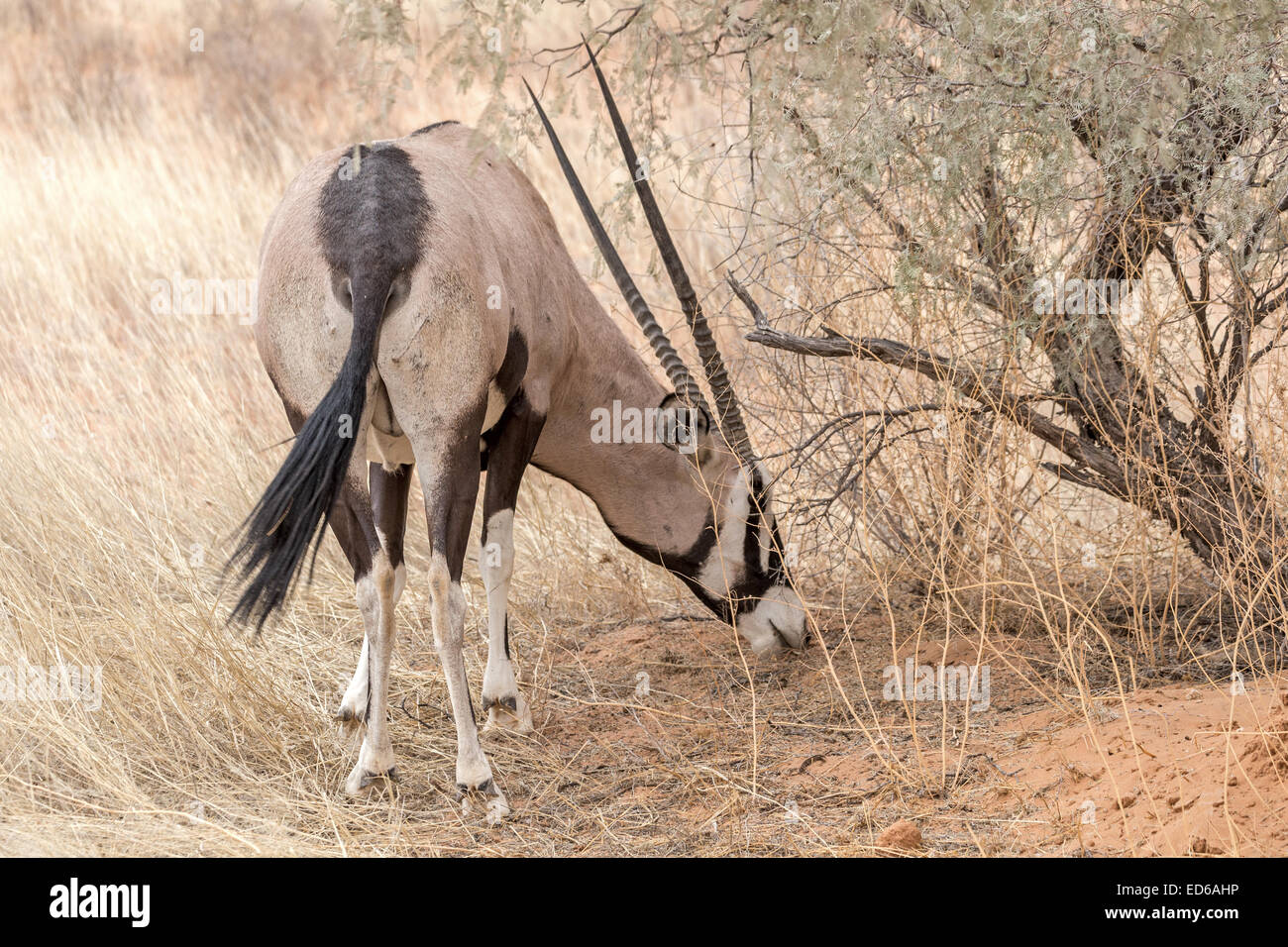 Female Oryx aka Gemsbok, grazing, Kgalagadi Transfrontier Park, South ...