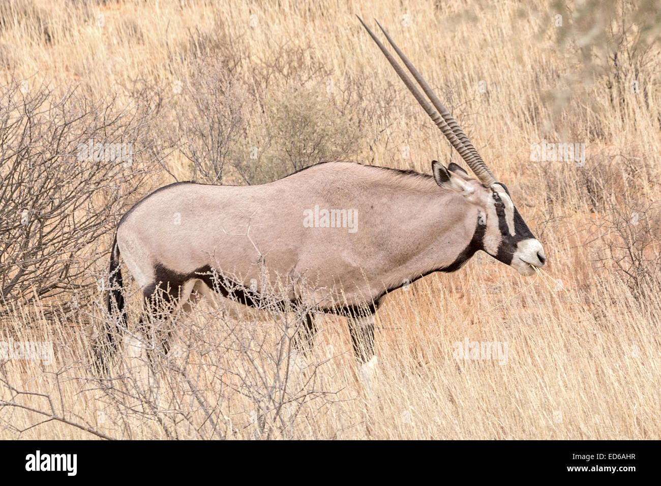 Female Oryx aka Gemsbok eating grass, Kgalagadi Transfrontier Park ...