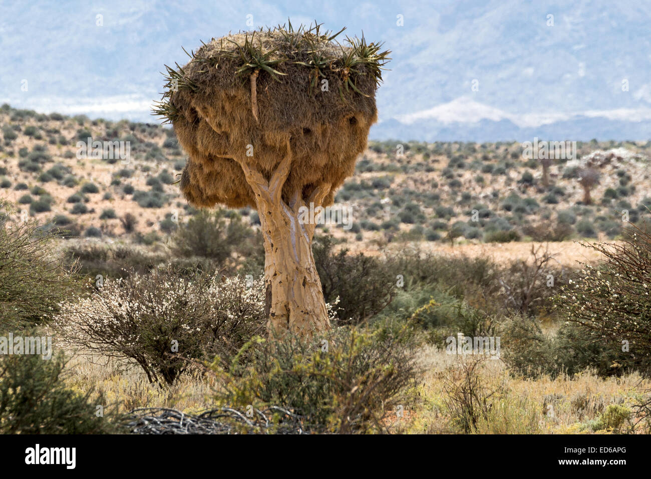 Quiver tree, Aloidendron dichotomum (Aloe Dichotoma) aka kokerboom ...