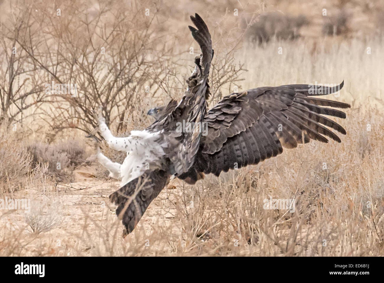 Martial Eagle, Polemaetus bellicosus, being attacked by Southern Pale ...