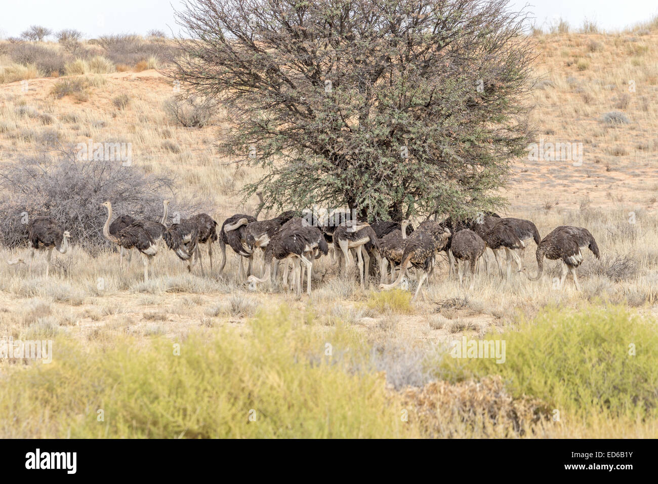 Flock of Ostriches under a tree at midday, Kgalagadi Transfrontier Park ...