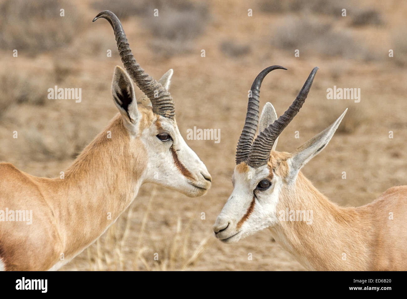 Springbok Head Stock Photos & Springbok Head Stock Images - Alamy