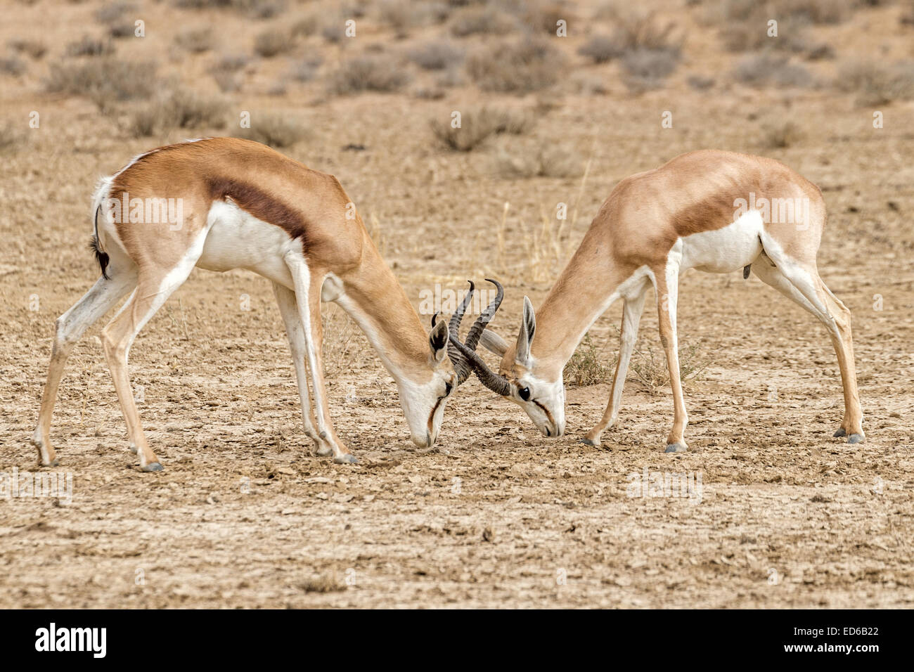 Male springbok lock horns hi-res stock photography and images - Alamy