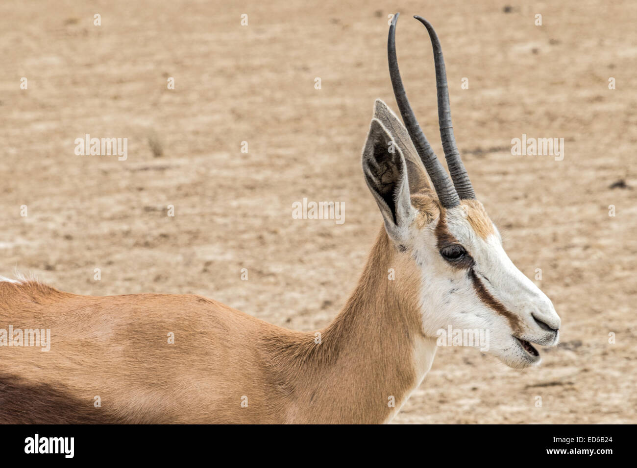 Springbok face hi-res stock photography and images - Alamy