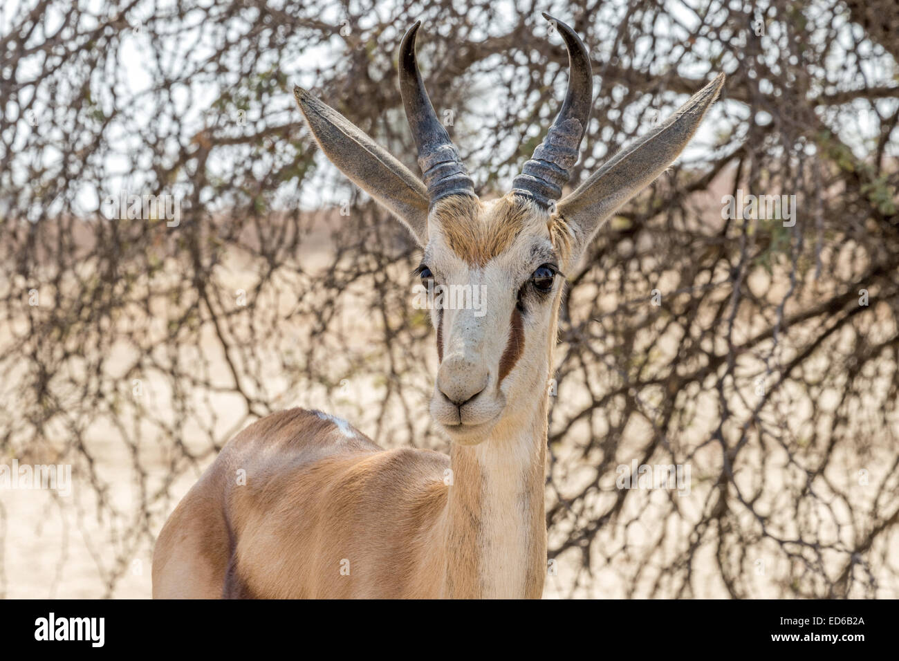 Springbok face hi-res stock photography and images - Alamy