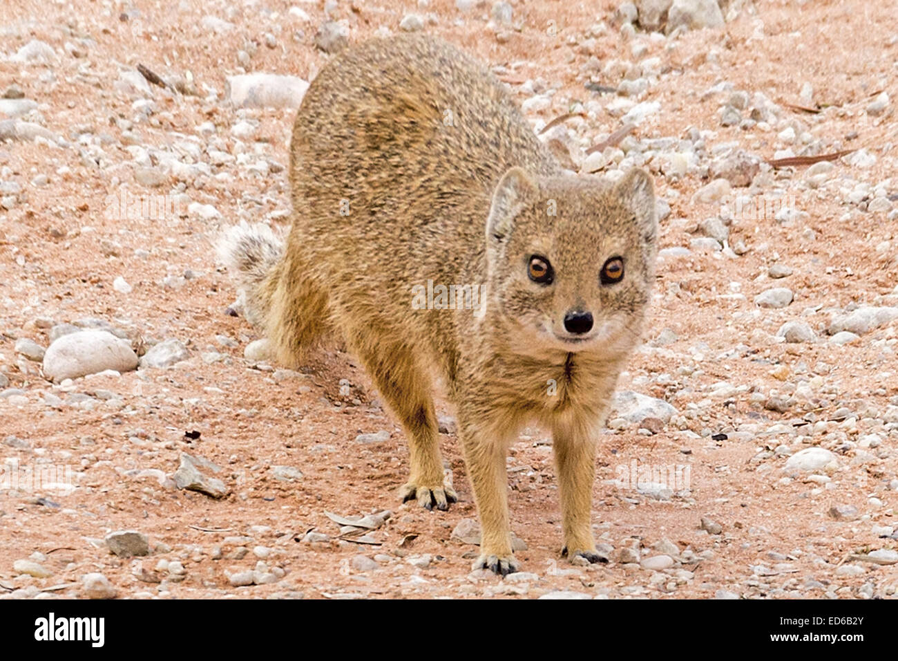 Yellow mongoose, Kgalagadi Transfrontier Park, South Africa Stock Photo ...