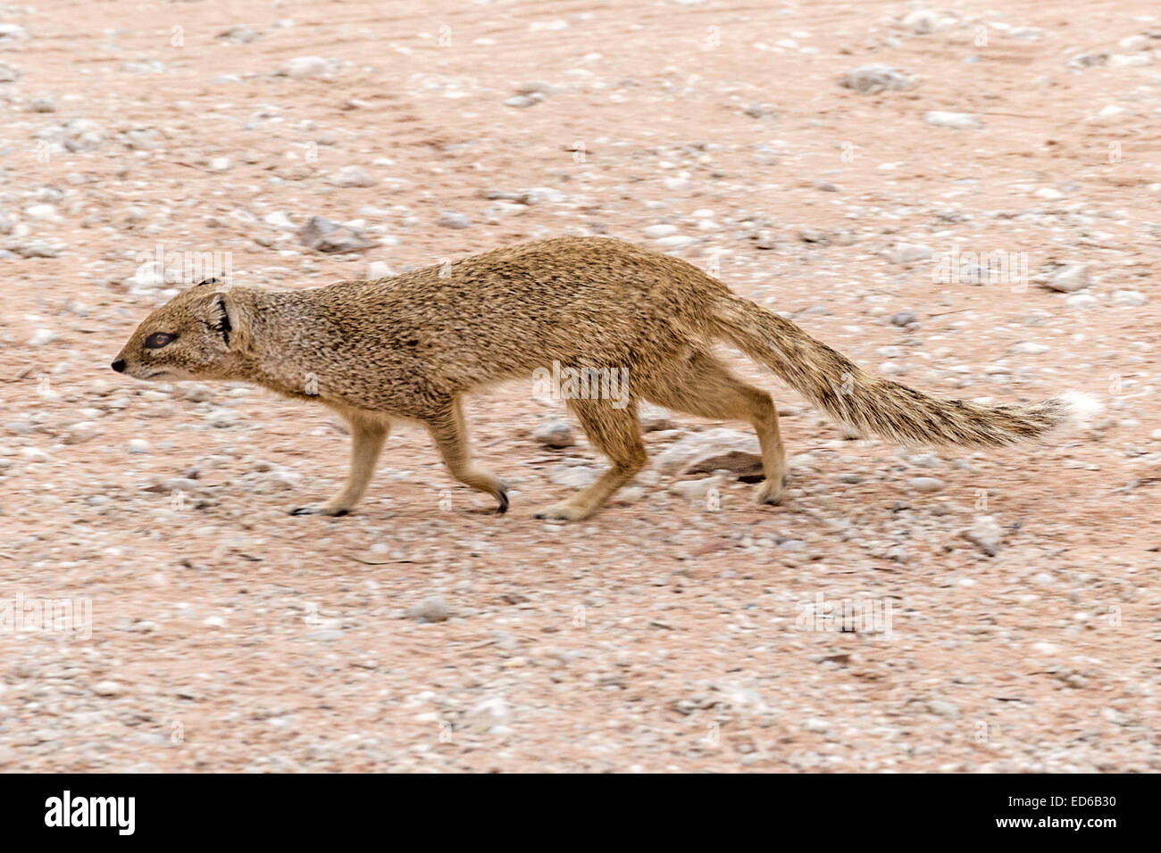 Yellow mongoose, Kgalagadi Transfrontier Park, South Africa Stock Photo ...