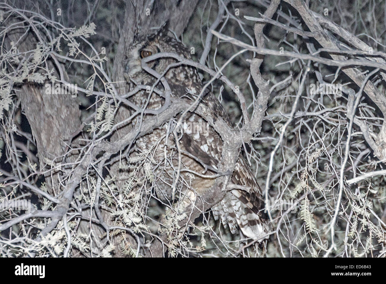 Spotted eagle-owl, Bubo africanus, aka African spotted eagle-owl ...