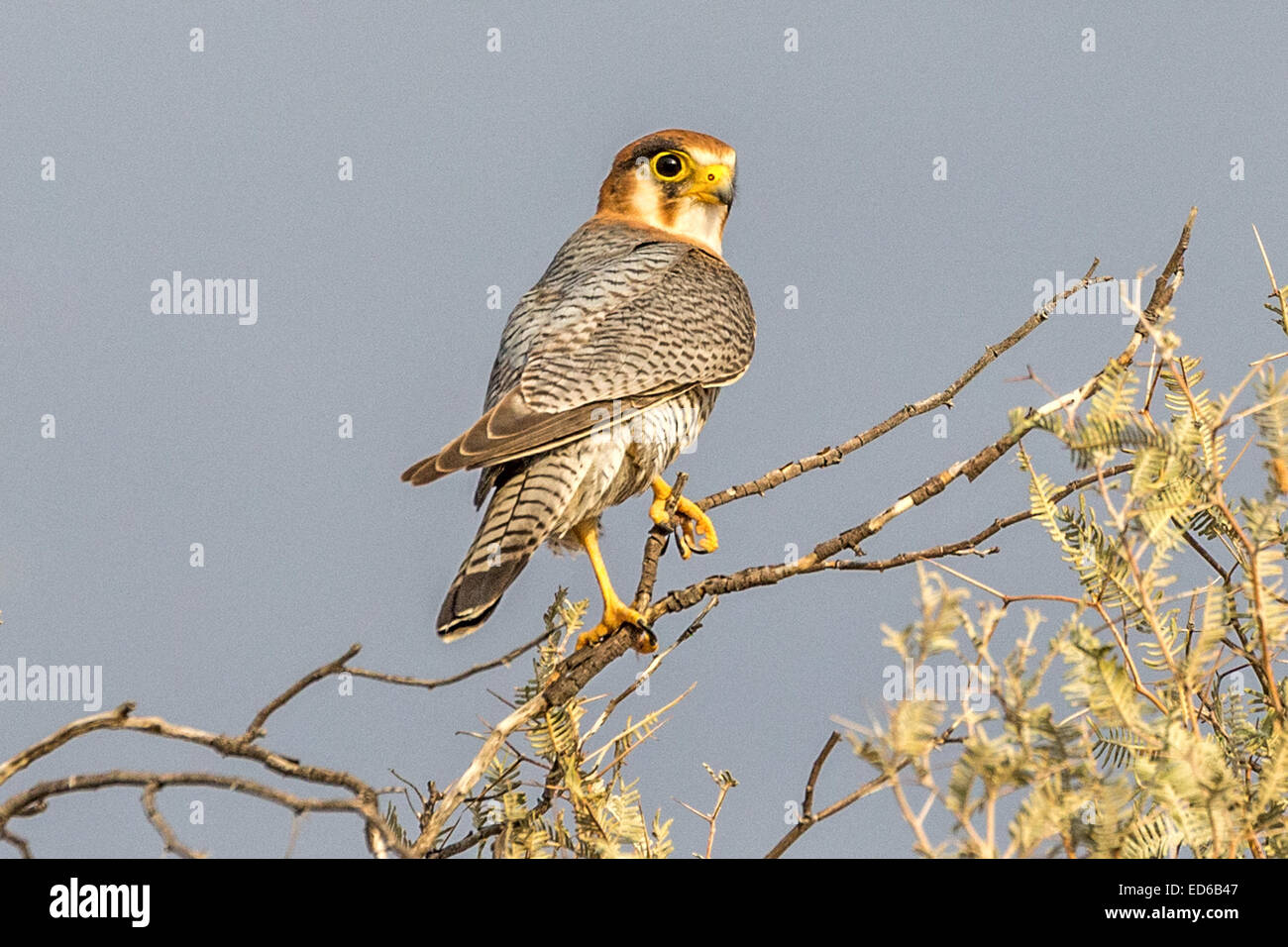 Red-necked falcon, Falco chicquera, Kgalagadi Transfrontier Park, South ...