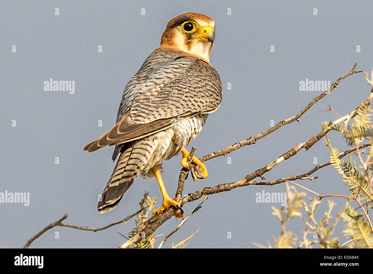 Red-necked falcon, Falco chicquera, Kgalagadi Transfrontier Park, South ...