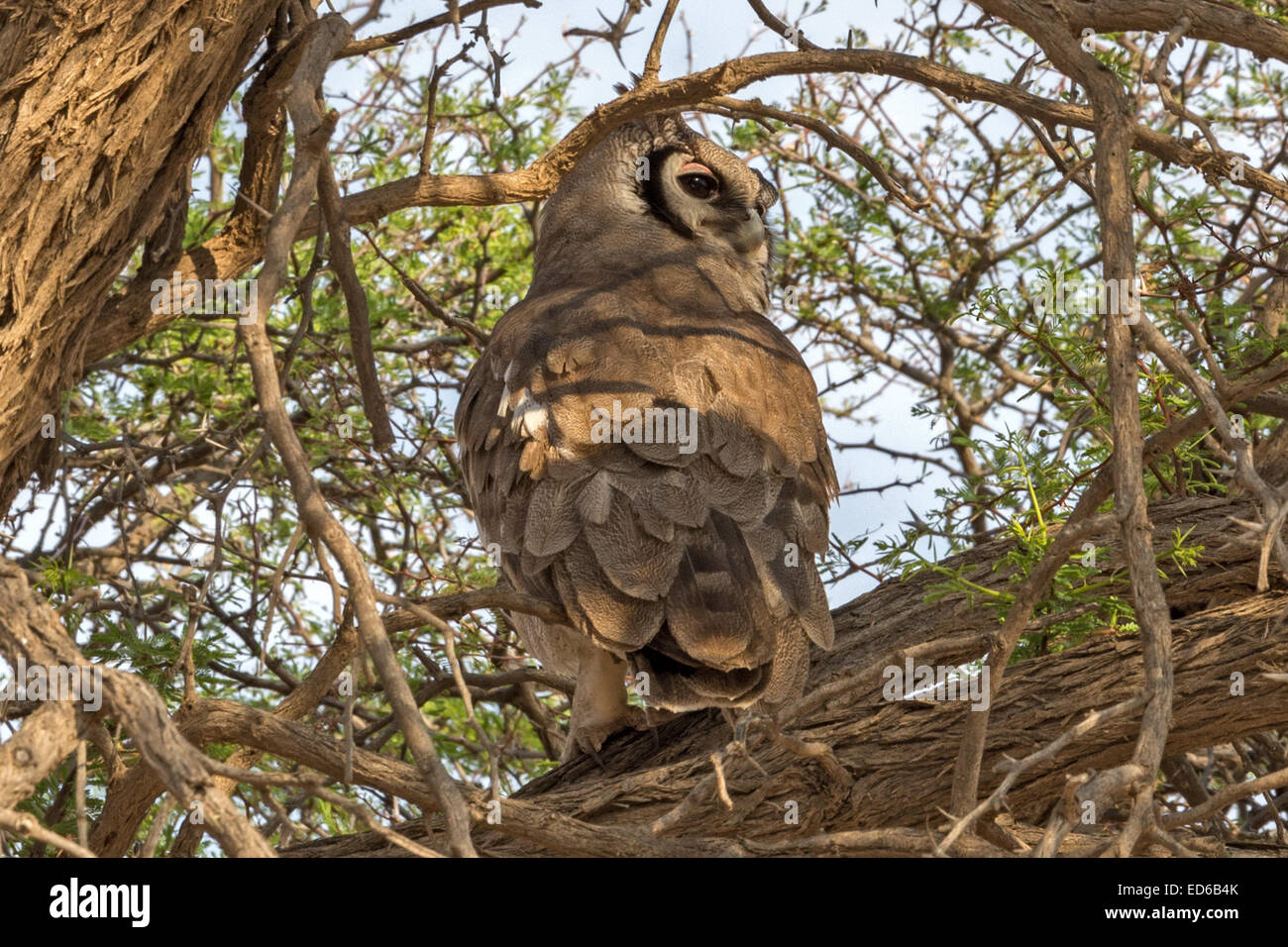 Verreaux's eagle-owl, Bubo lacteus, also known as the milky eagle owl ...