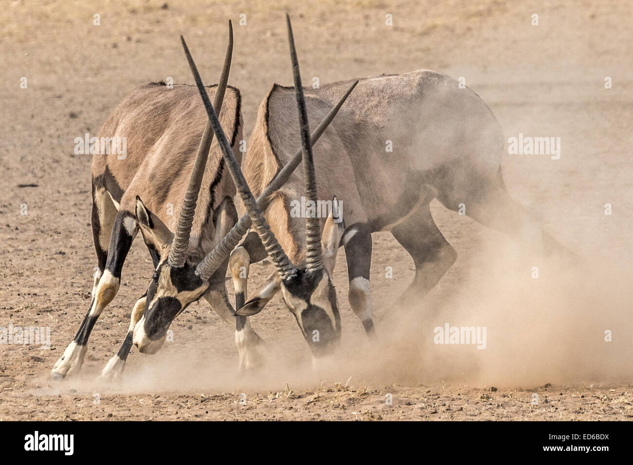 Two fighting Oryx aka Gemsbok, Kgalagadi Transfrontier Park, South ...