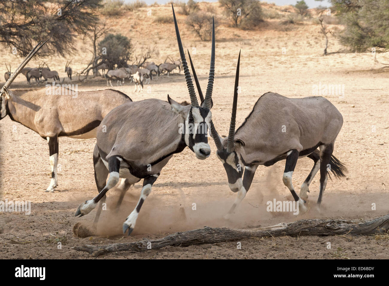 Two fighting Oryx aka Gemsbok, Kgalagadi Transfrontier Park, South ...