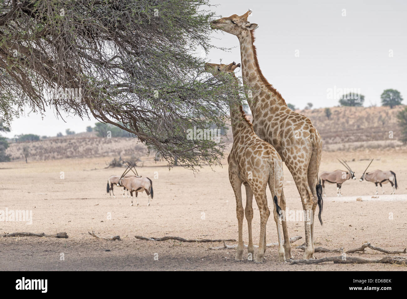 Giraffe mom with calf hi-res stock photography and images - Alamy