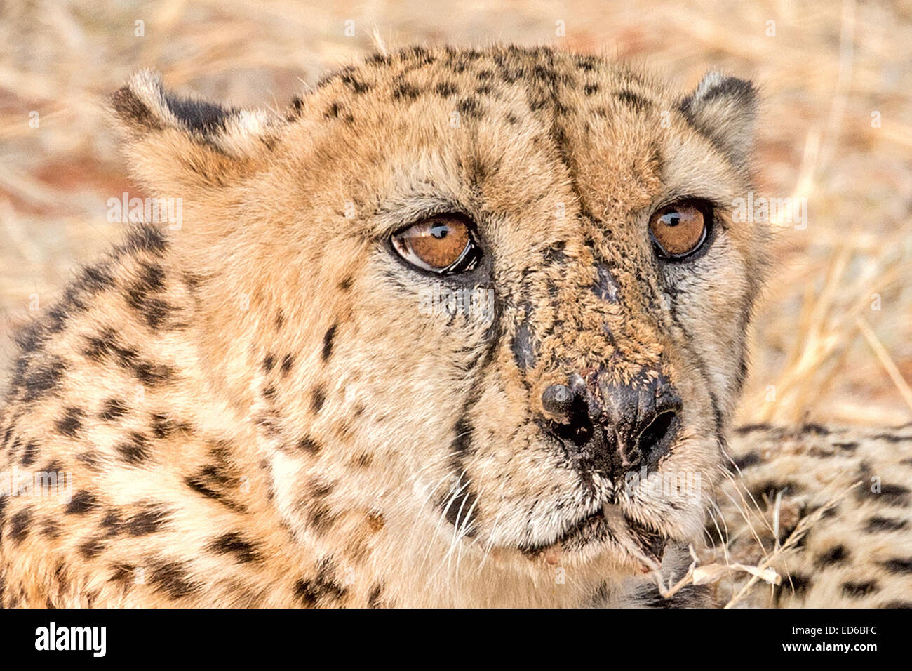 Disfigurement hi-res stock photography and images - Alamy