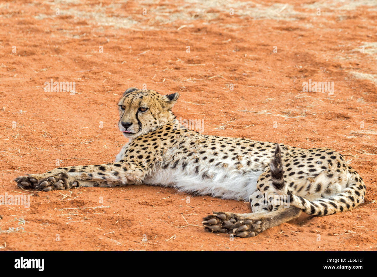 Cheetah in captivity, Kalahari, Namibia Stock Photo - Alamy