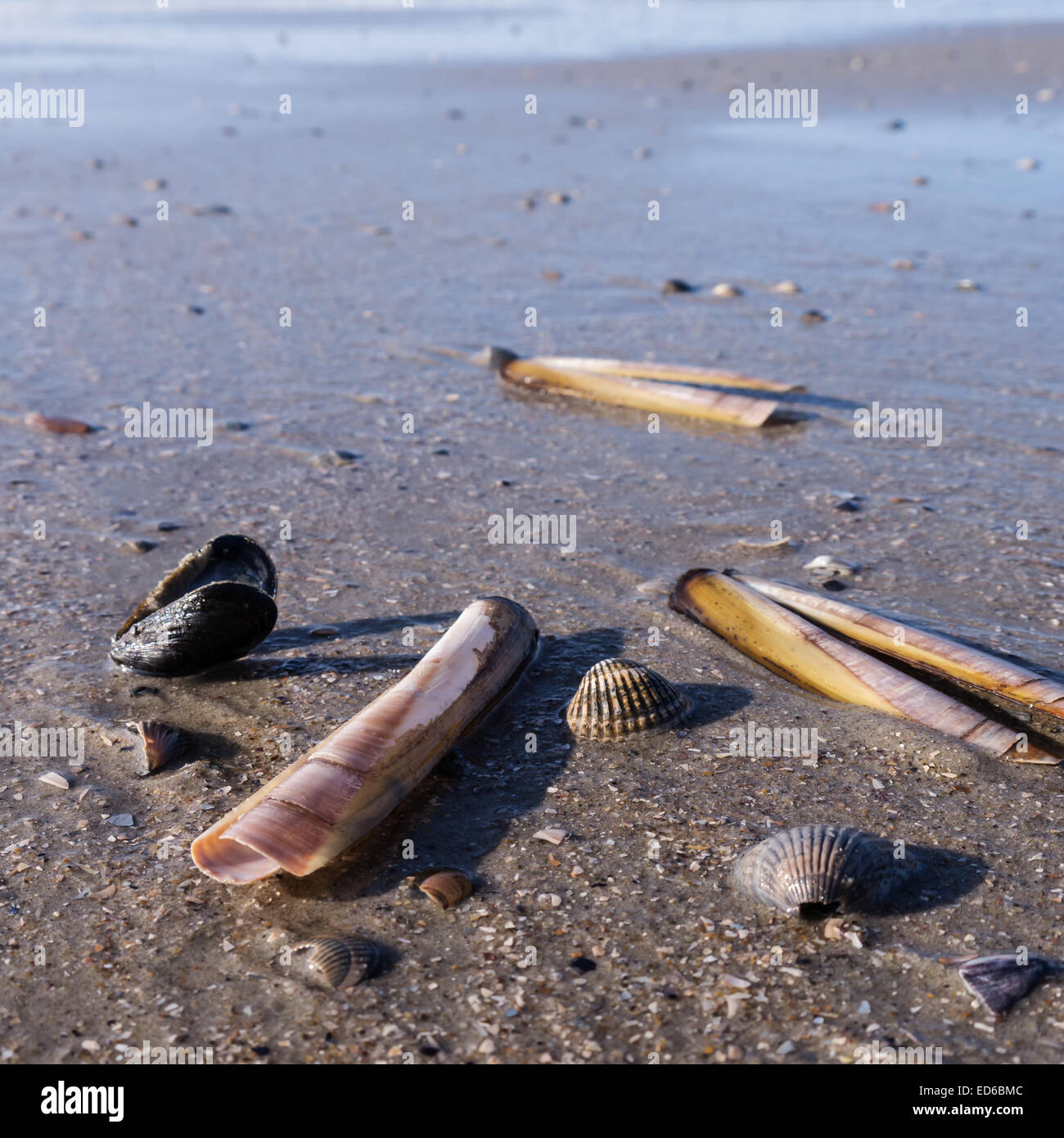 Ensis Arcuatus High Resolution Stock Photography and Images - Alamy