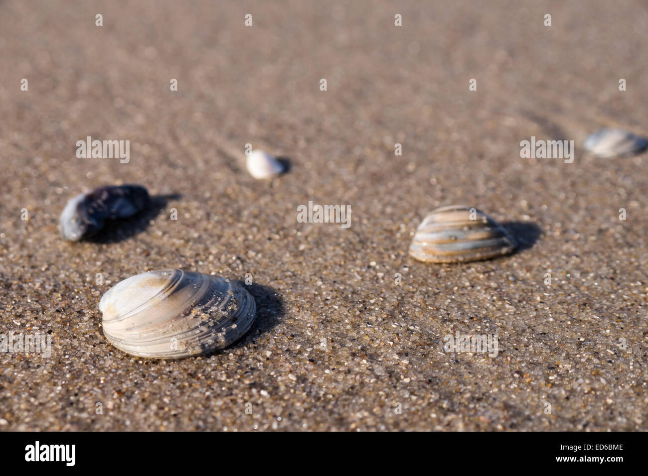 mussels on sand at the beach Stock Photo - Alamy
