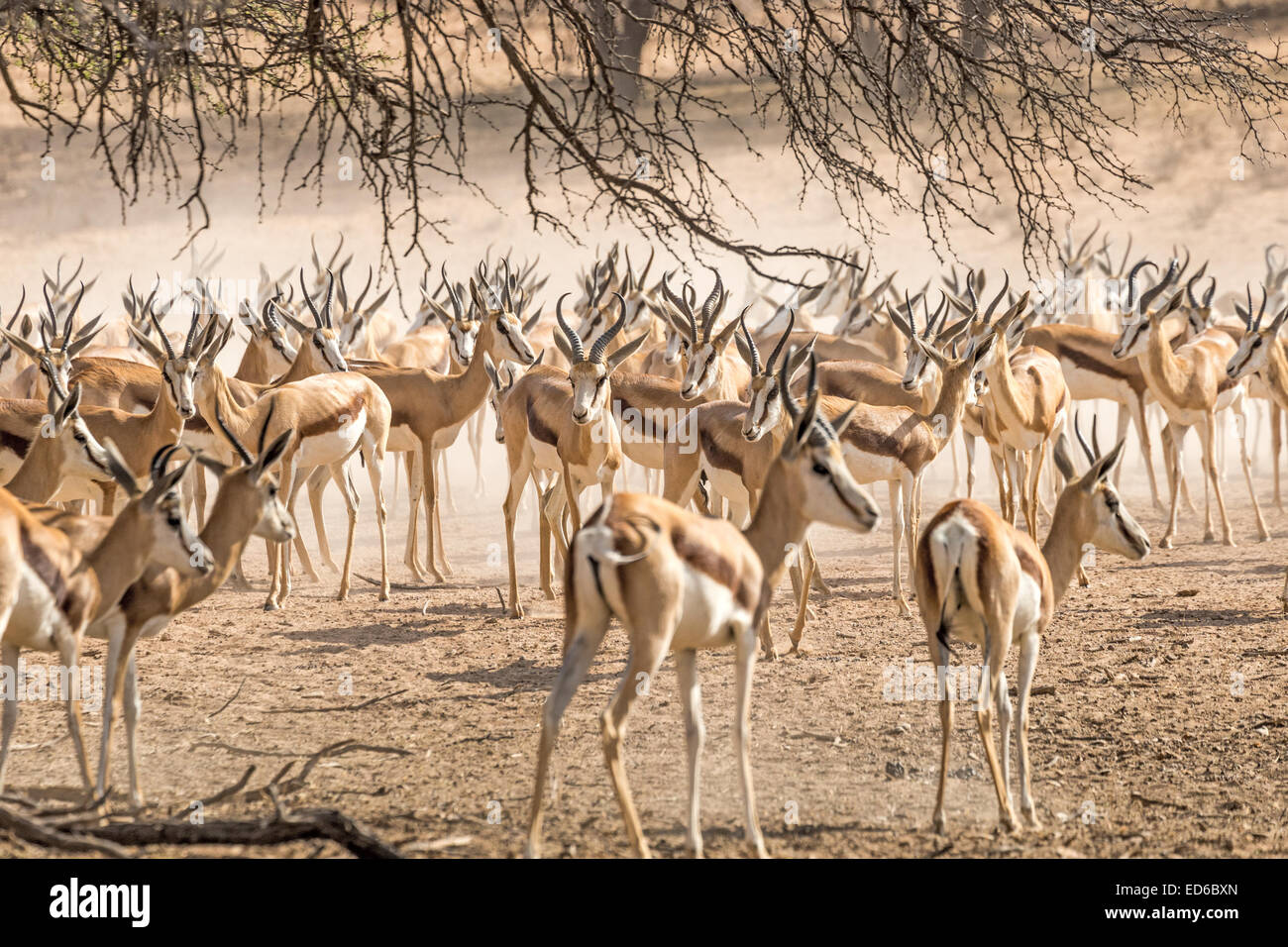 Springbok herd, Kgalagadi Transfrontier Park, South Africa Stock Photo ...