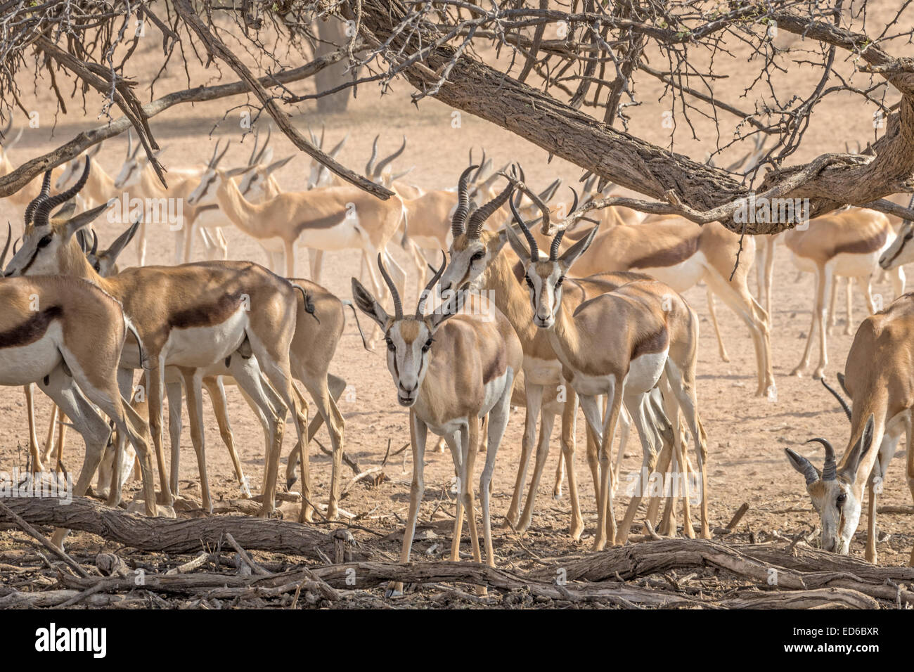Springbok herd, Kgalagadi Transfrontier Park, South Africa Stock Photo ...