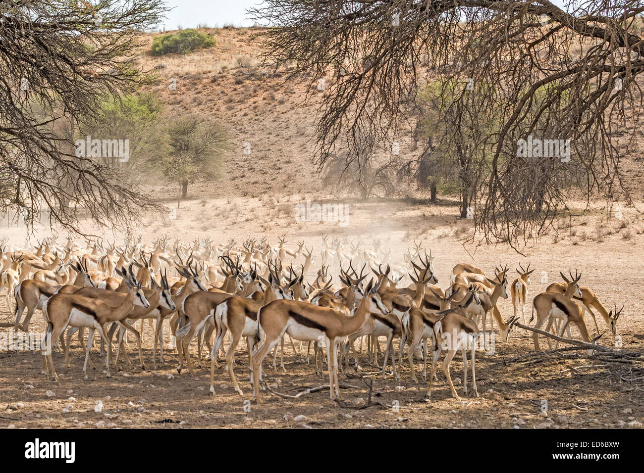 Springbok herd, Kgalagadi Transfrontier Park, South Africa Stock Photo ...