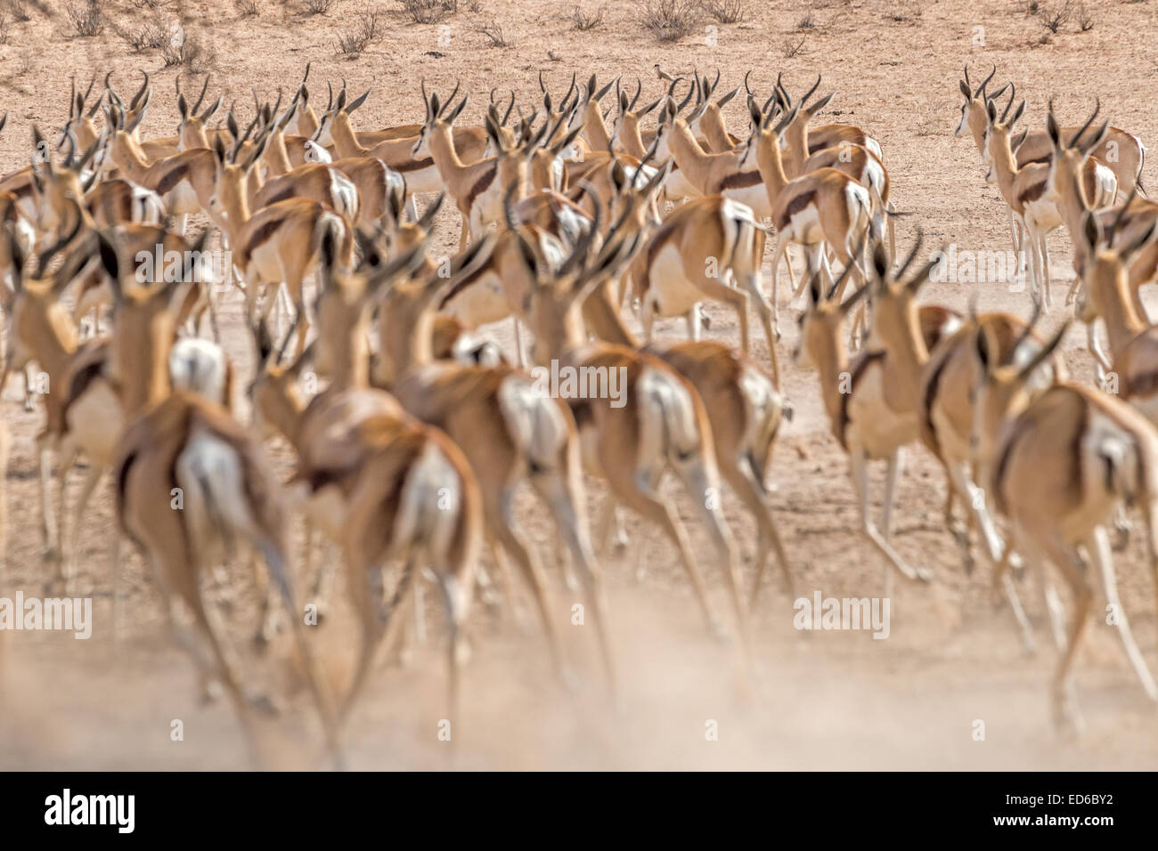 Springbok Herd Running High Resolution Stock Photography and Images - Alamy
