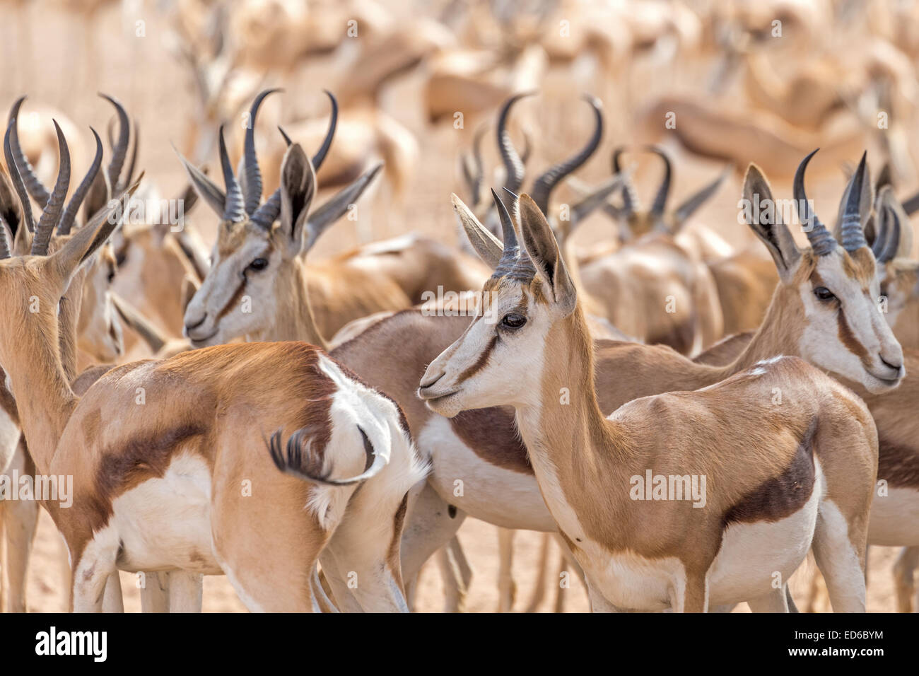 Springbok Herd High Resolution Stock Photography and Images - Alamy