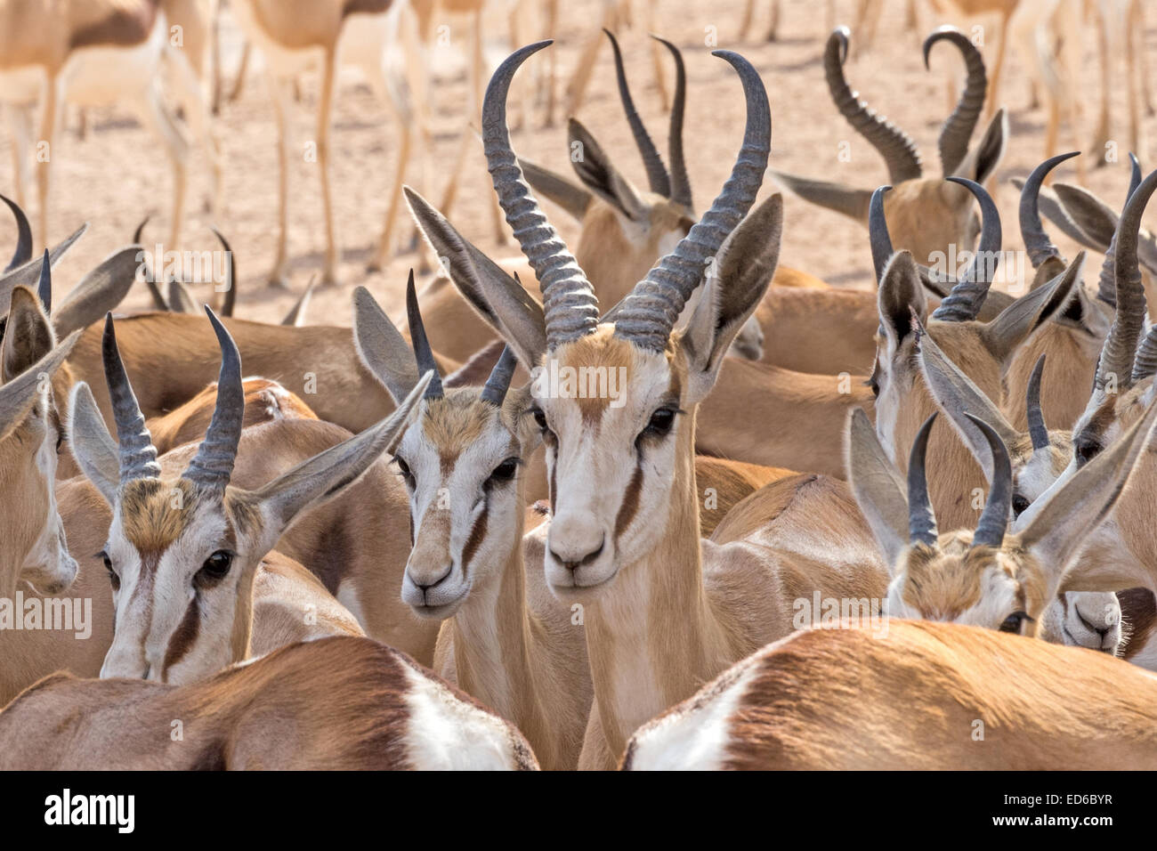 Springbok herd, Kgalagadi Transfrontier Park, South Africa Stock Photo ...