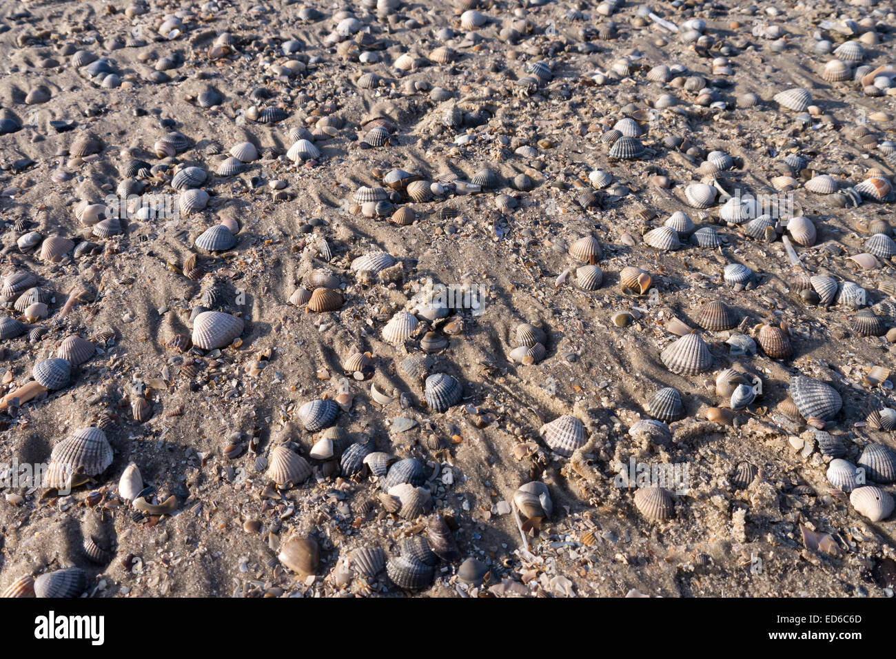 mussels at the beach (background Stock Photo - Alamy