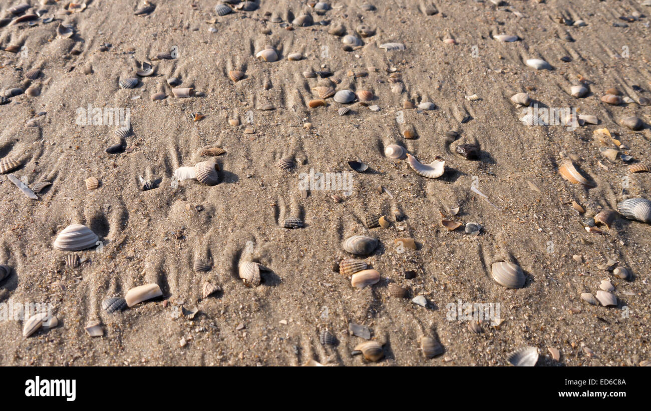 mussels at the beach (background Stock Photo - Alamy
