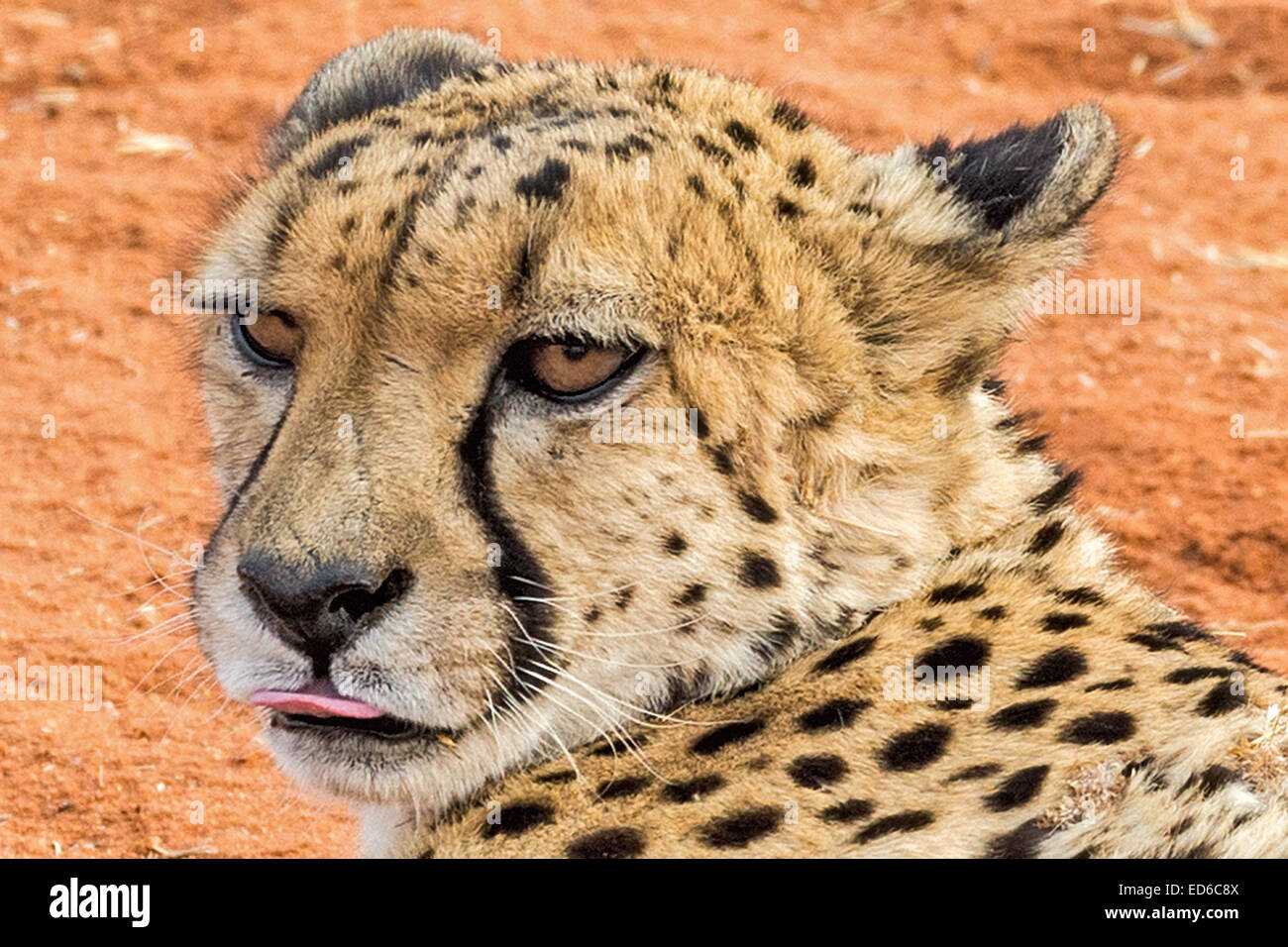 Cheetah in captivity, Kalahari, Namibia Stock Photo - Alamy