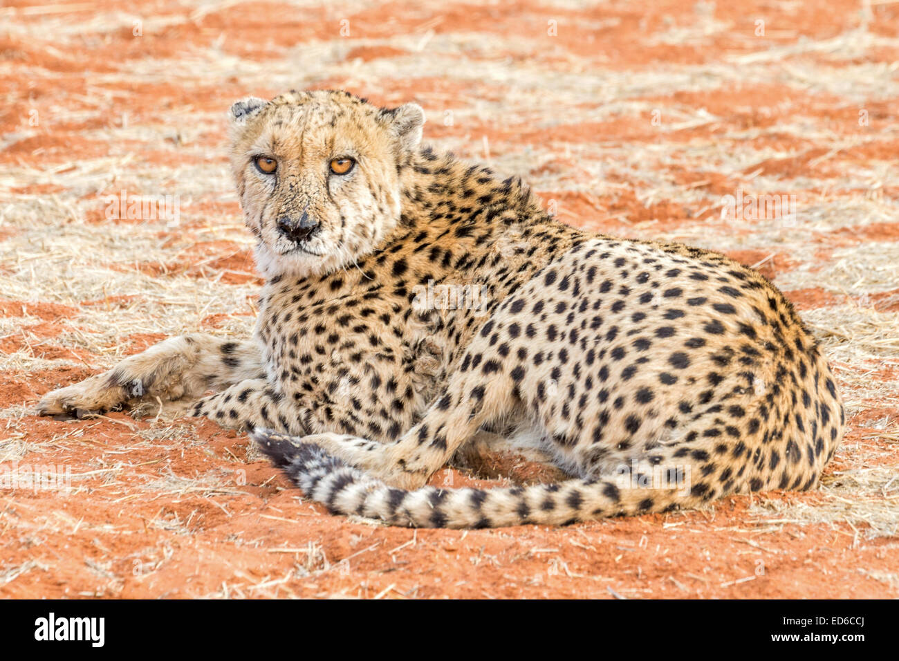 Cheetah in captivity, Kalahari, Namibia Stock Photo - Alamy