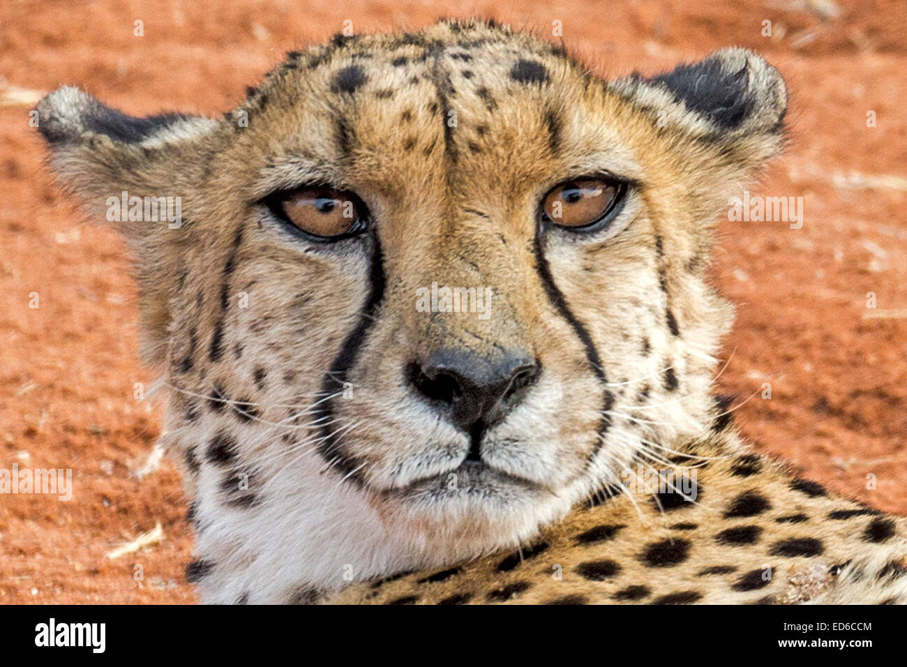 Cheetah in captivity, Kalahari, Namibia Stock Photo - Alamy