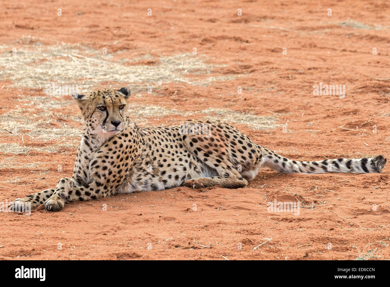 Cheetah in captivity, Kalahari, Namibia Stock Photo - Alamy