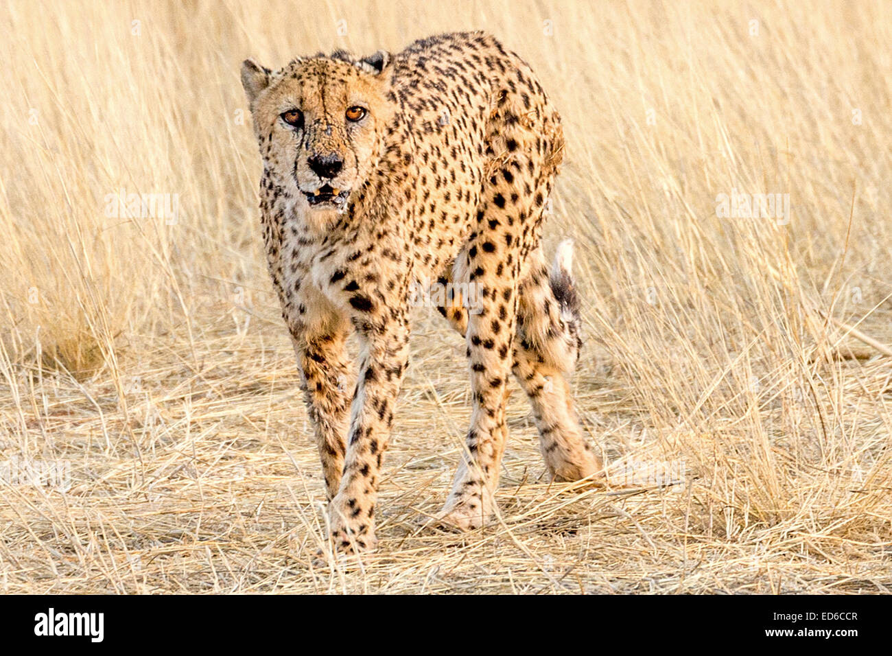 Cheetah in captivity, Kalahari, Namibia Stock Photo - Alamy