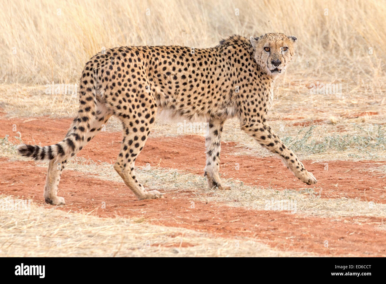 Cheetah in captivity, Kalahari, Namibia Stock Photo - Alamy