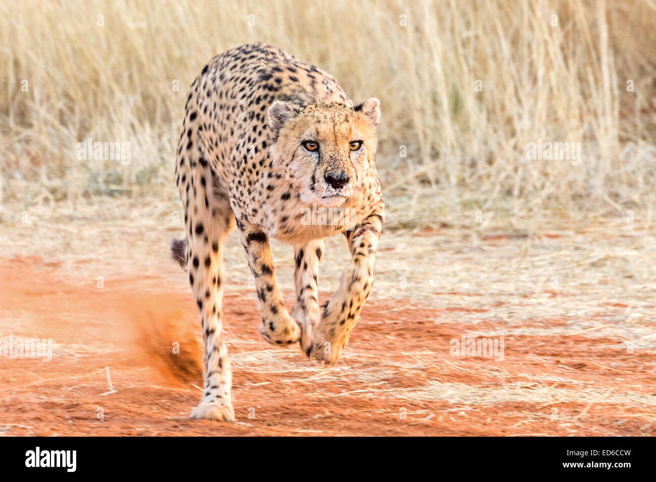 Cheetah running hi-res stock photography and images - Alamy