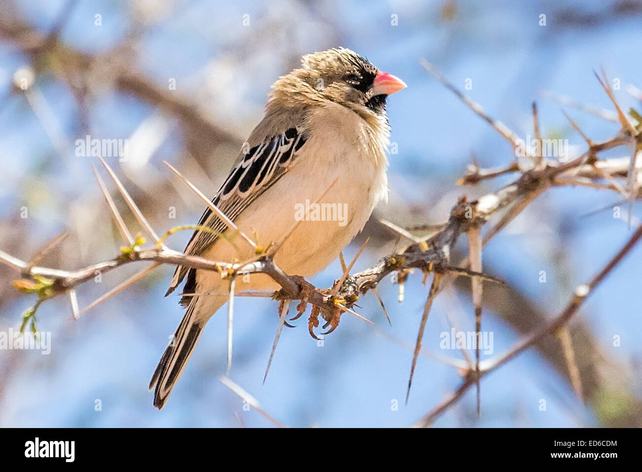 Scaly-feathered weaver, Sporopipes squamifrons, also known as the scaly ...