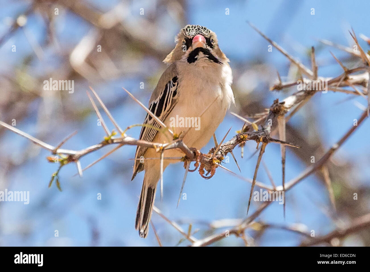 Scaly-feathered weaver, Sporopipes squamifrons, also known as the scaly ...