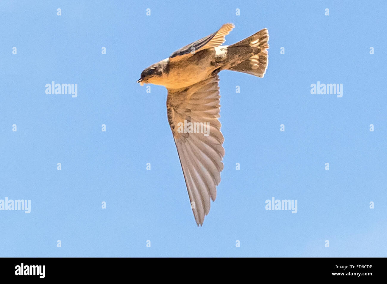 Rock Martin, Ptyonoprogne fuligula, in flight, Kalahari desert, Namibia ...