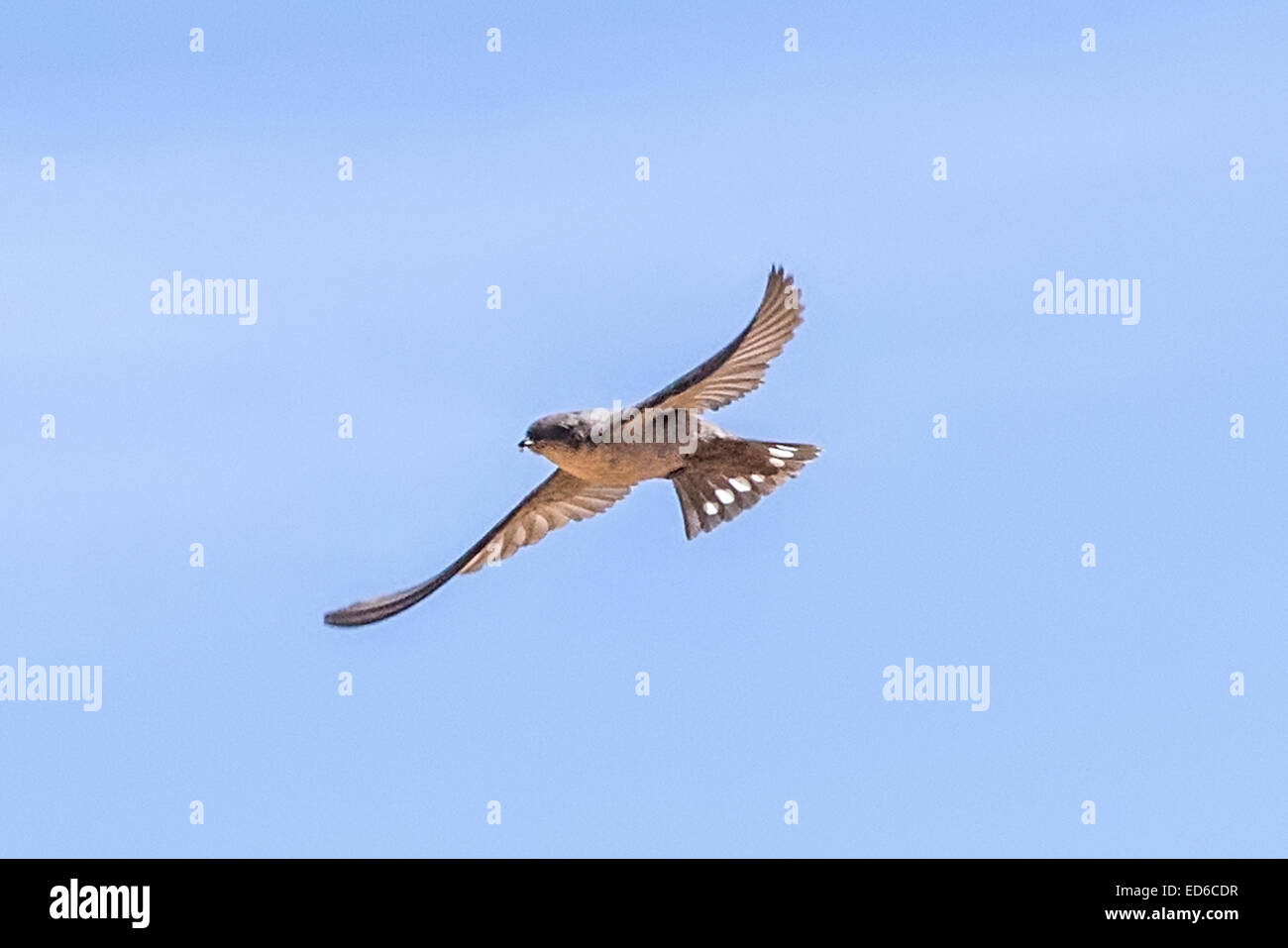 Rock Martin, Ptyonoprogne fuligula, in flight, Kalahari desert, Namibia ...