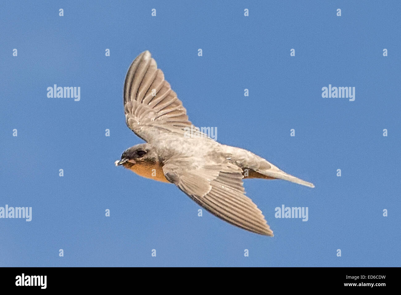 Rock martin ptyonoprogne fuligula hi-res stock photography and images ...