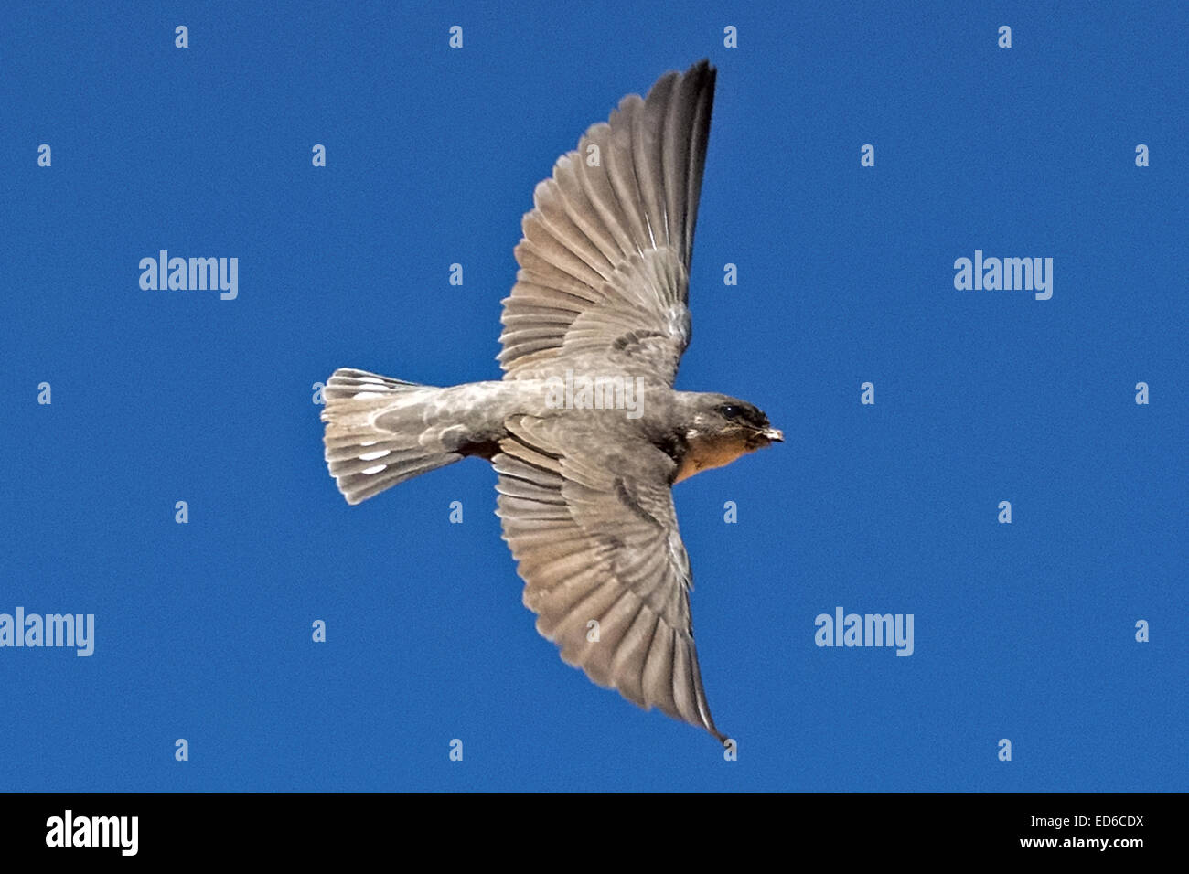 Rock martin ptyonoprogne fuligula hi-res stock photography and images ...