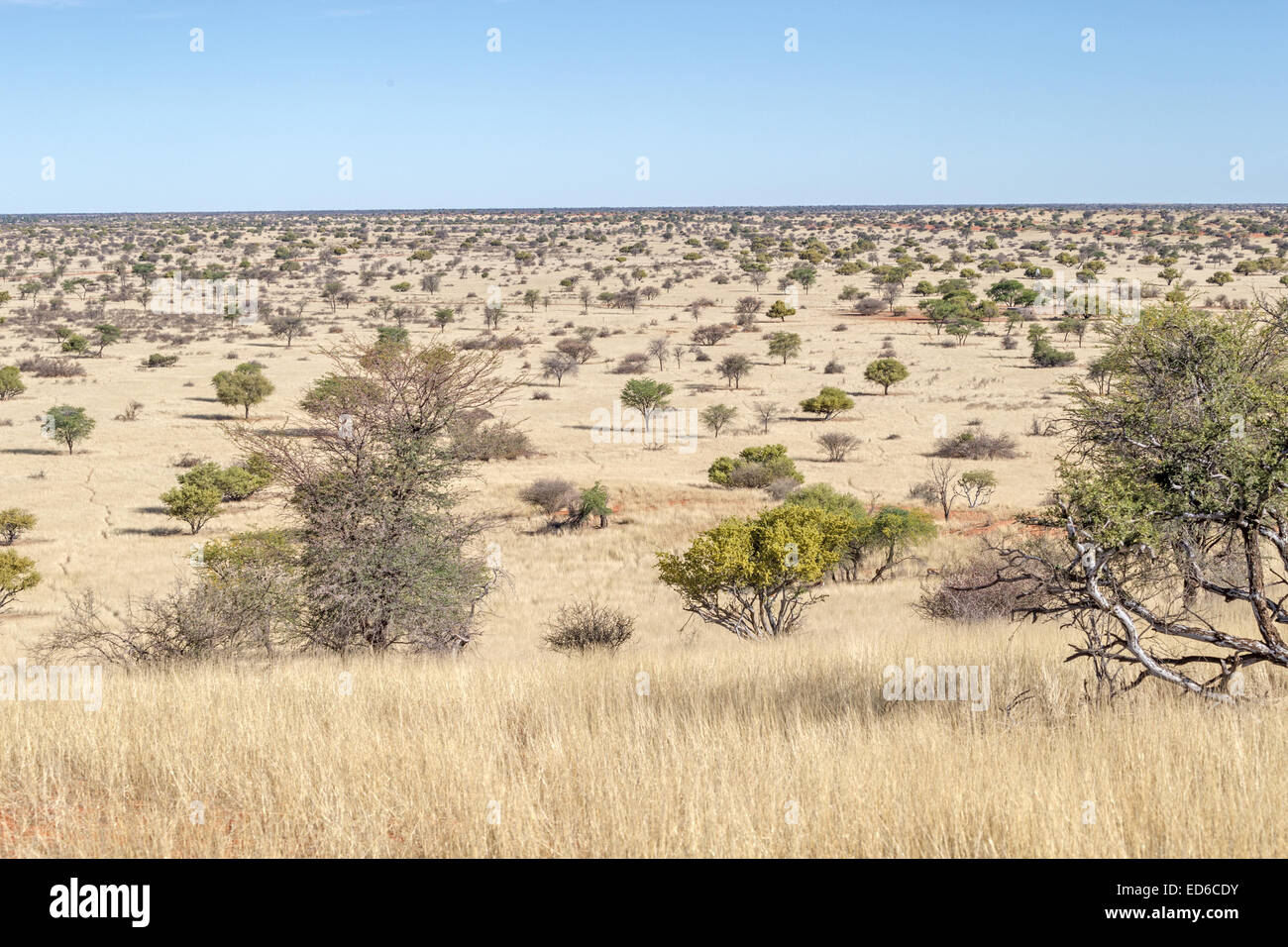 Landscape, Kalahari desert, Namibia Stock Photo - Alamy