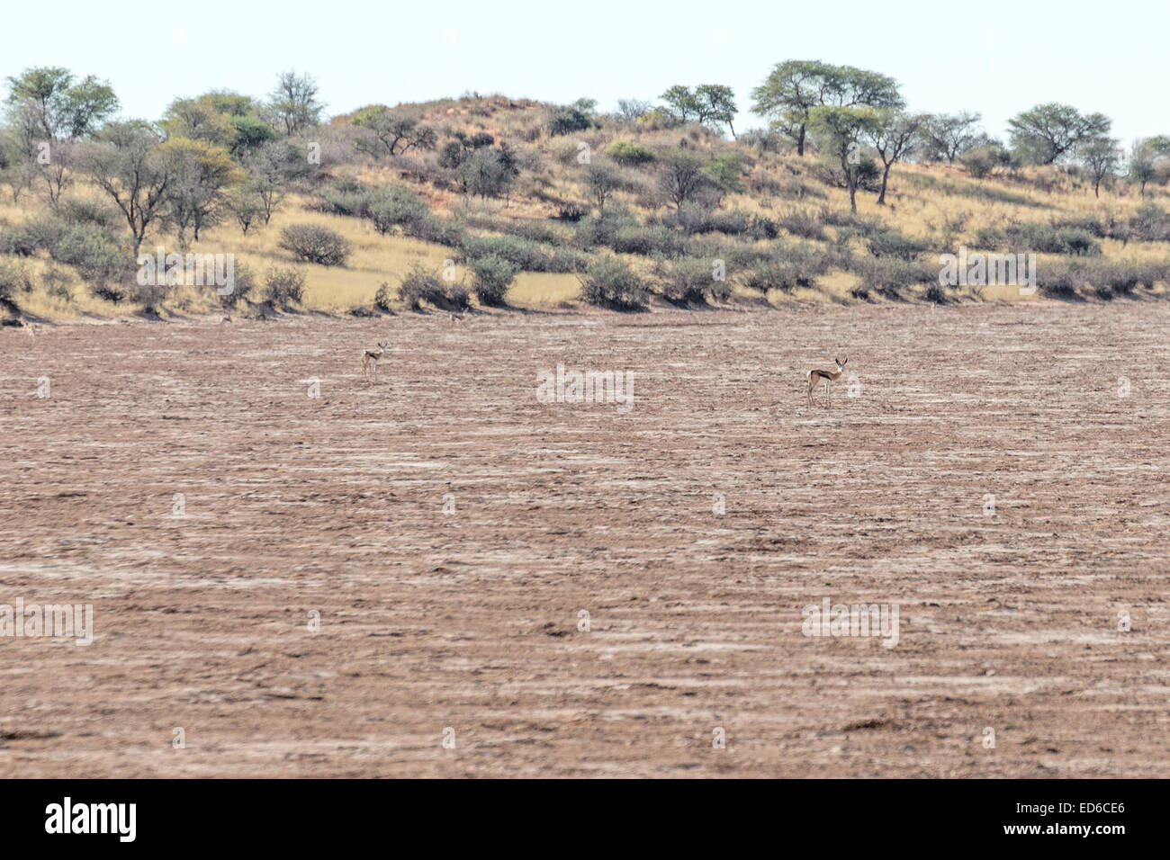 Salt pan & springbok, Kalahari desert, Namibia Stock Photo - Alamy