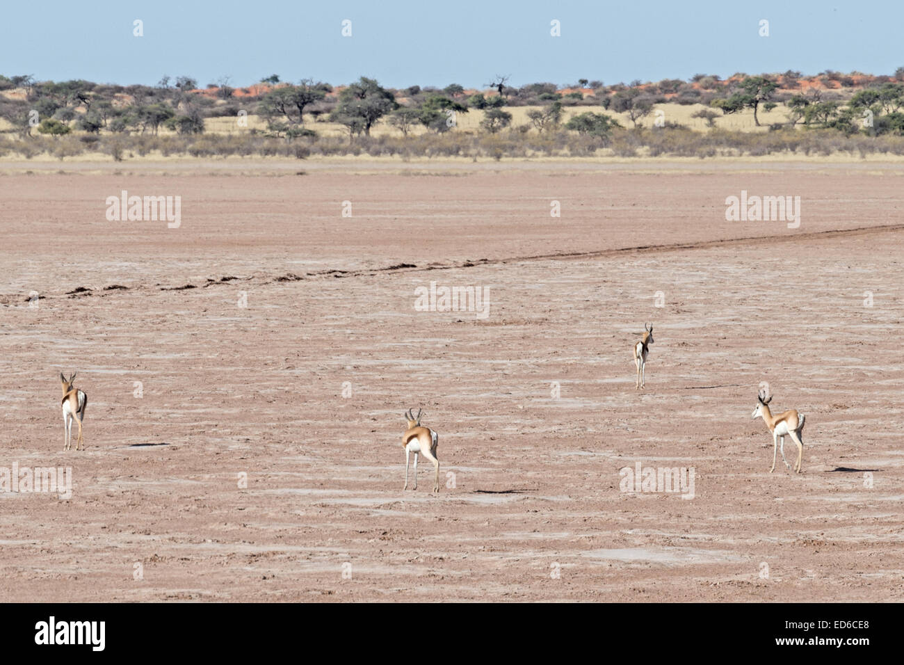 Salt pan & springbok, Kalahari desert, Namibia Stock Photo - Alamy