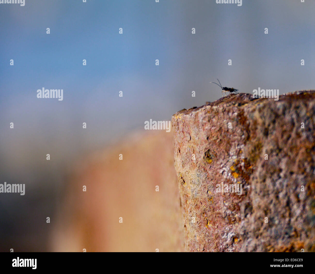 A single insect sits on a rock. Bristol, United Kingdom. David Britain ...