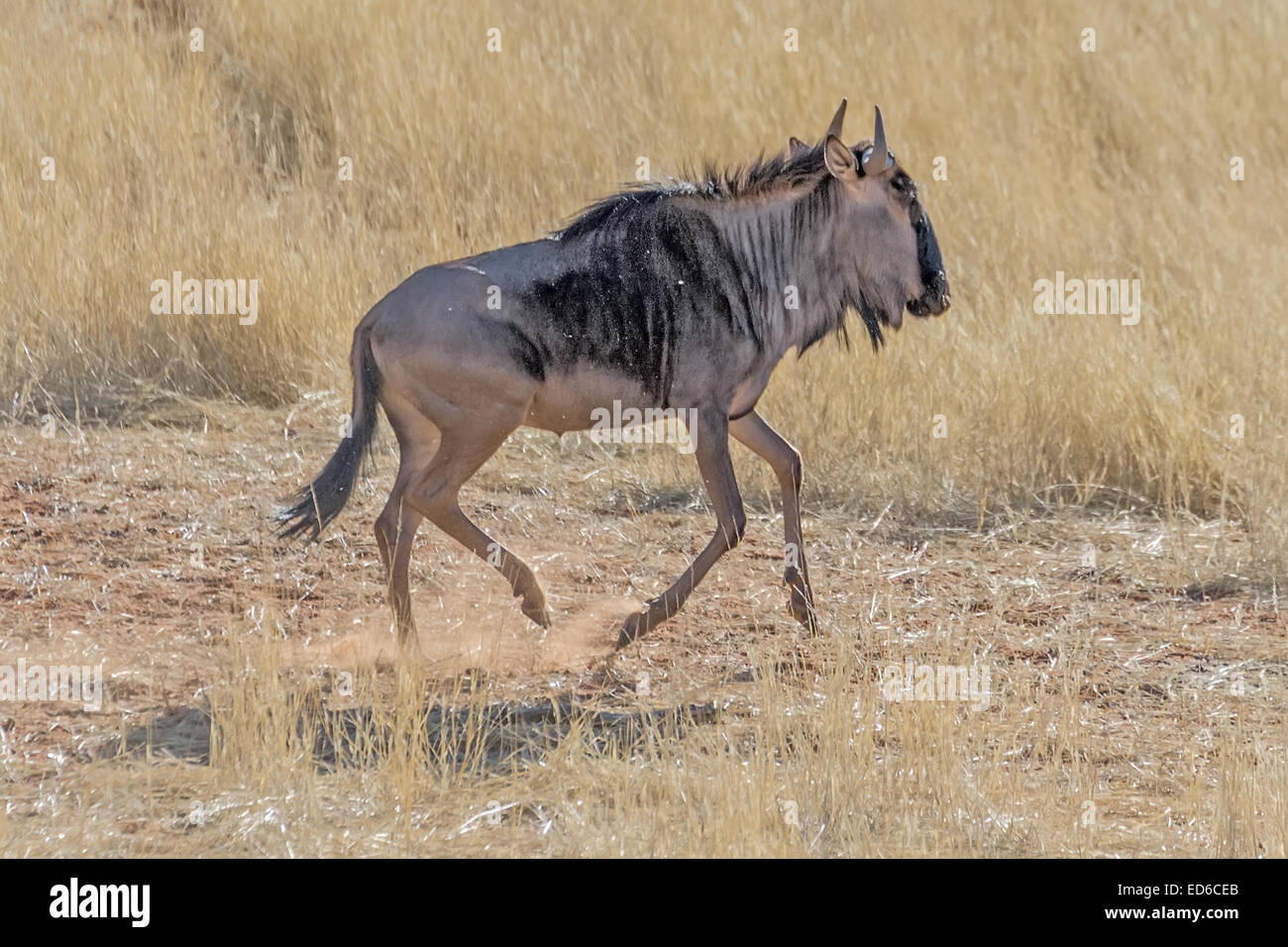 Blue Wildebeest aka common wildebeest, white-bearded wildebeest, or ...